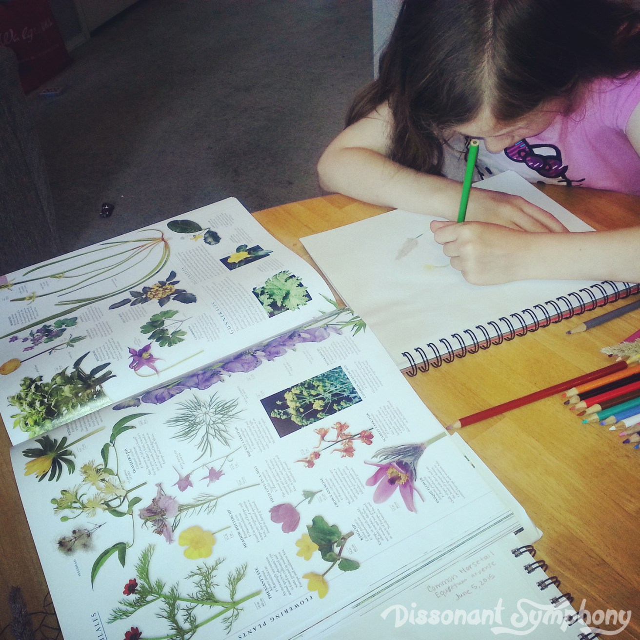 Nature Sketchbook | Dissonant Symphony